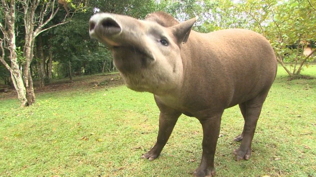 Você provavelmente conhece a anta, um mamífero comum no Brasil, mas ...