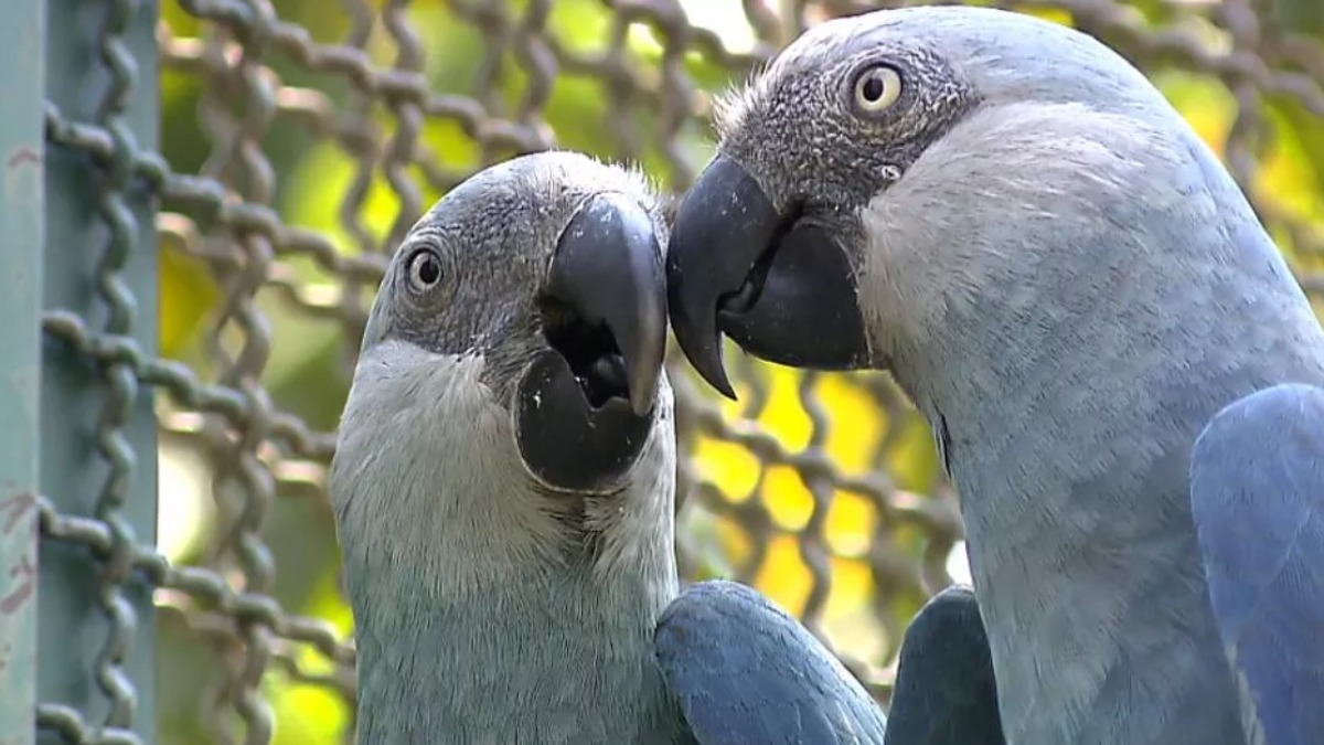 Espécie ararinha-azul volta à natureza após ser considerada extinta ...