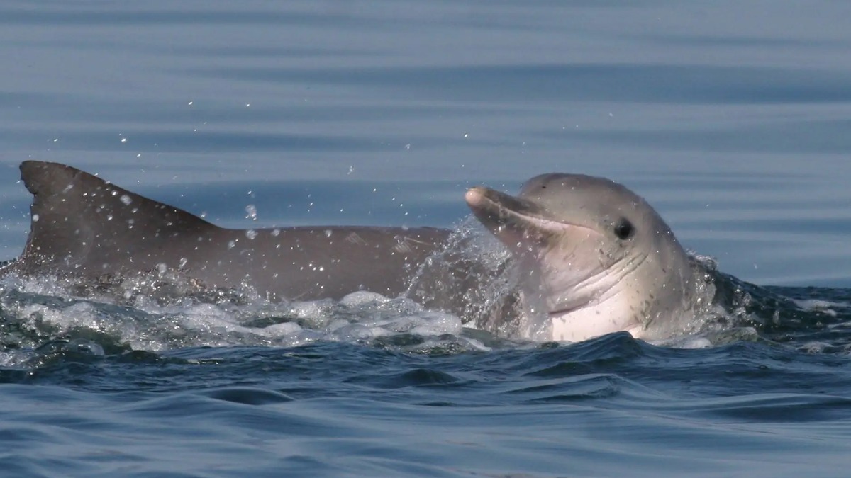 É boto ou golfinho? Como chamar esse simpático animal? ('CBN Sons da ...