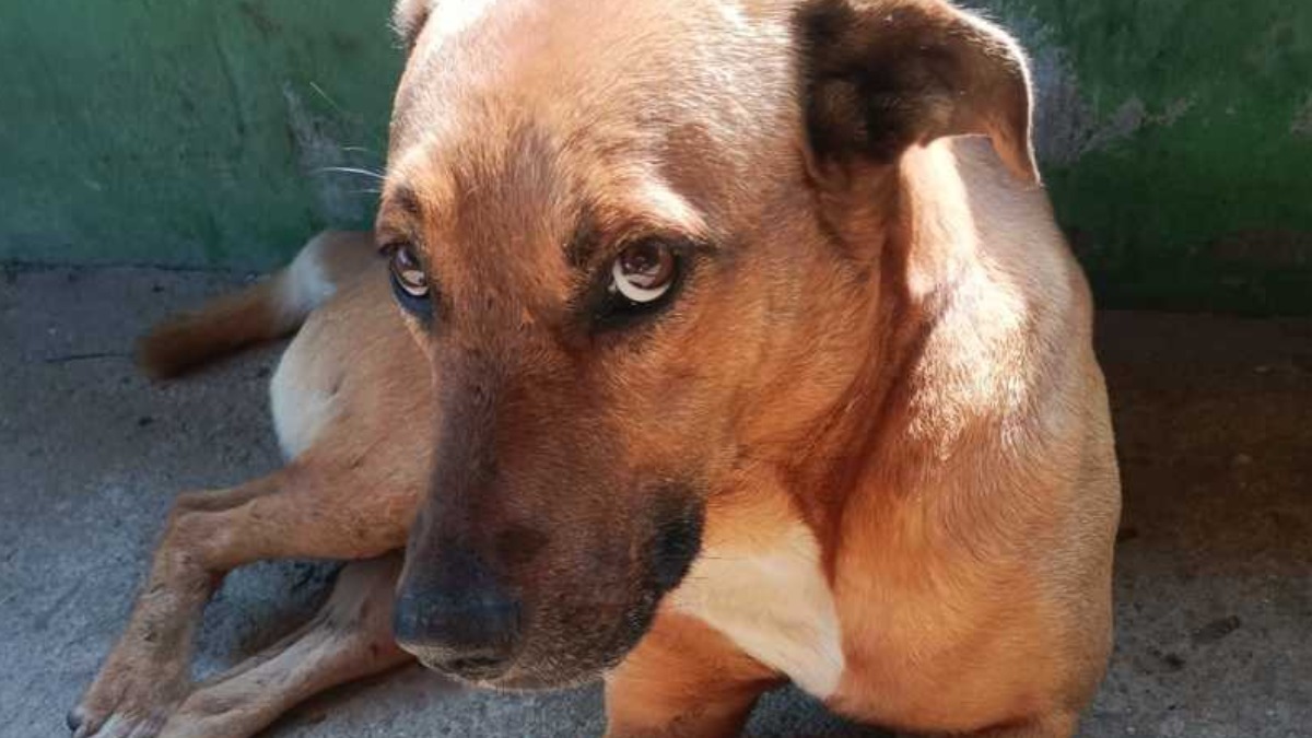 Muito se brinca na internet sobre o cachorro caramelo, mas você sabe ...