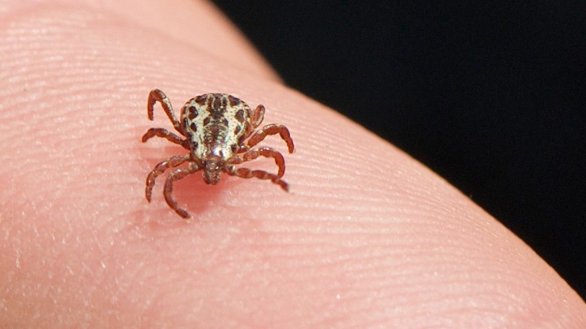 Febre maculosa: saiba como ela é transmitida, seus sintomas e ...