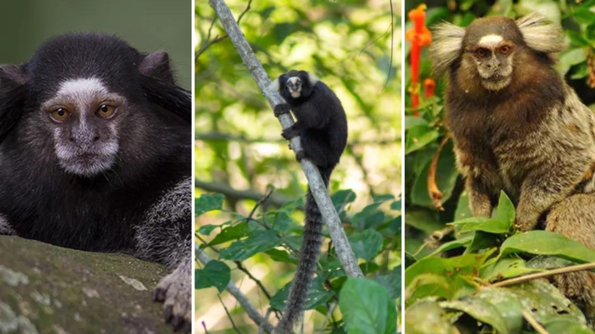 Saiba que algumas das espécies de Saguis vistos na região de Ribeirão ...