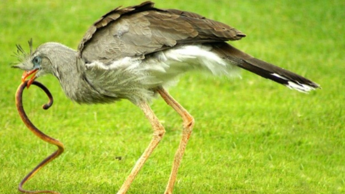 Seriema (ou Siriema), uma ave exótica e responsável pelo controle de ...