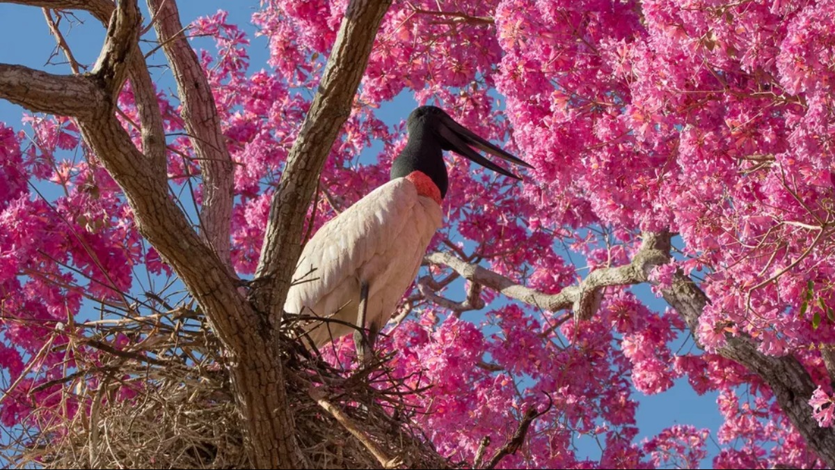 Tuiuiú: o símbolo do Pantanal (Ave chama atenção pelo tamanho e por ...